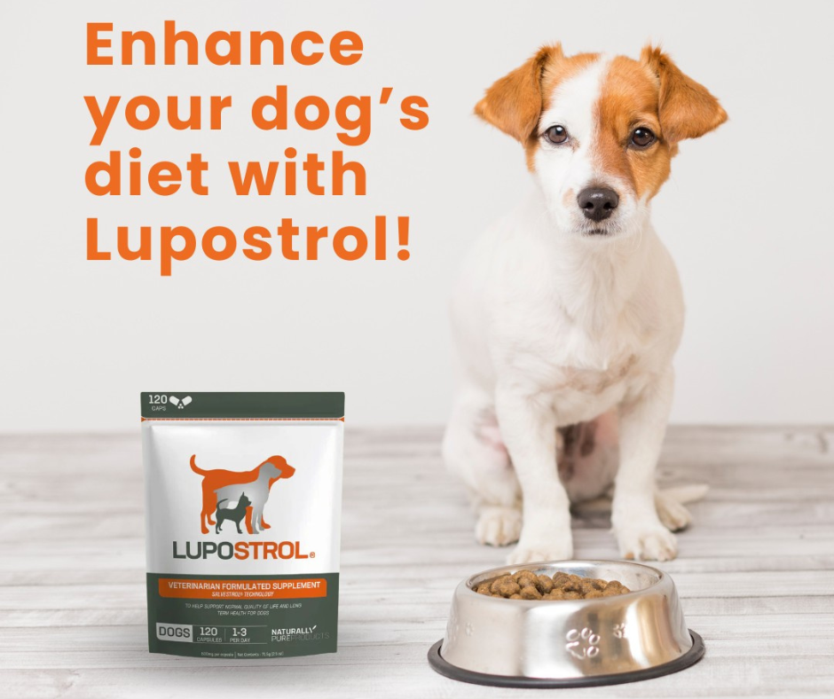 Could Your Dog Be Missing the One Thing They Need to Thrive? – Salvacare